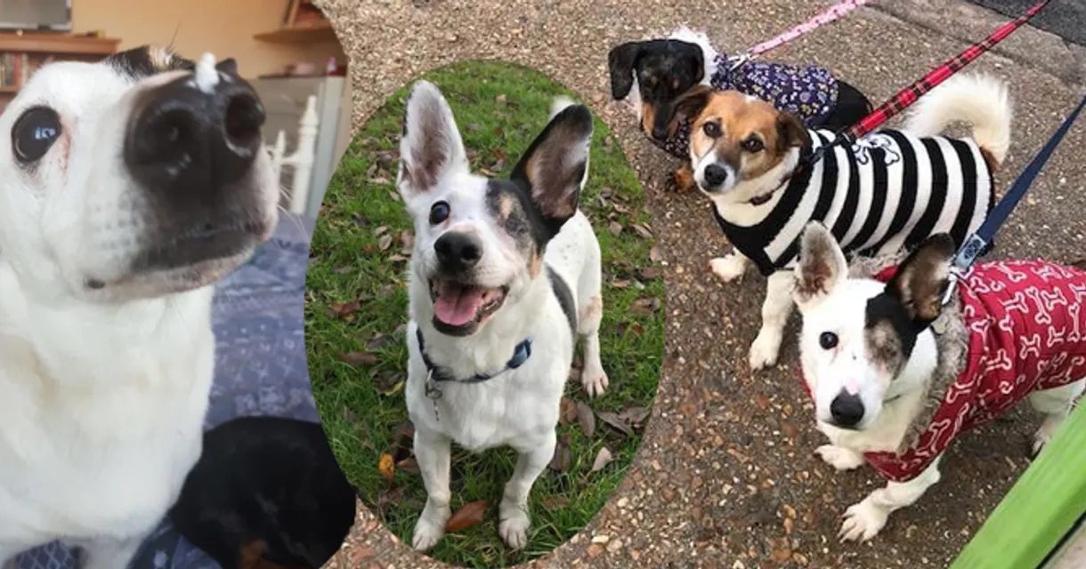 The Pets of Weldricks: Patch's Story | Weldricks Pharmacy